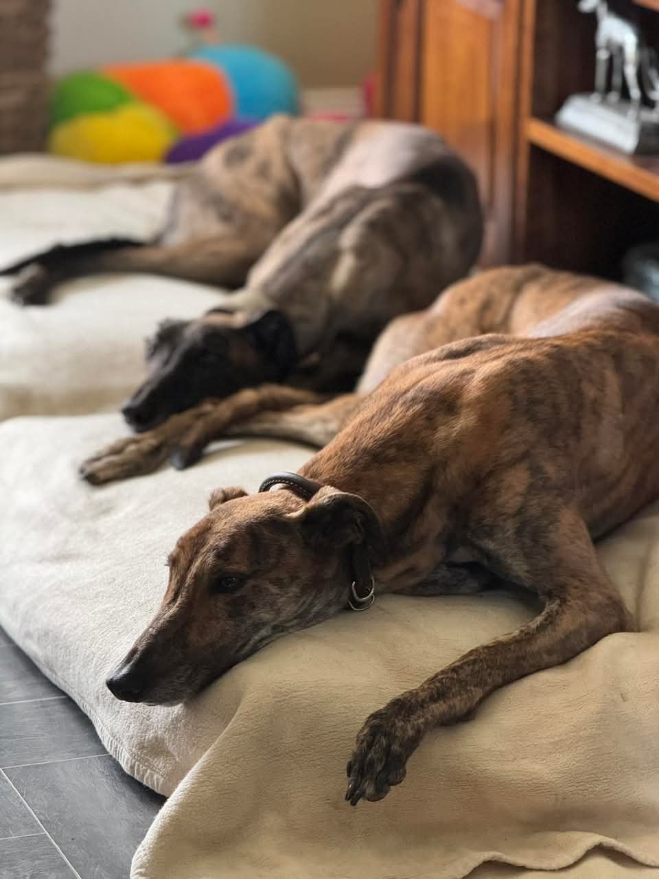 Homing | Find Your New Friend — GREYS. Finding Homes For Hounds