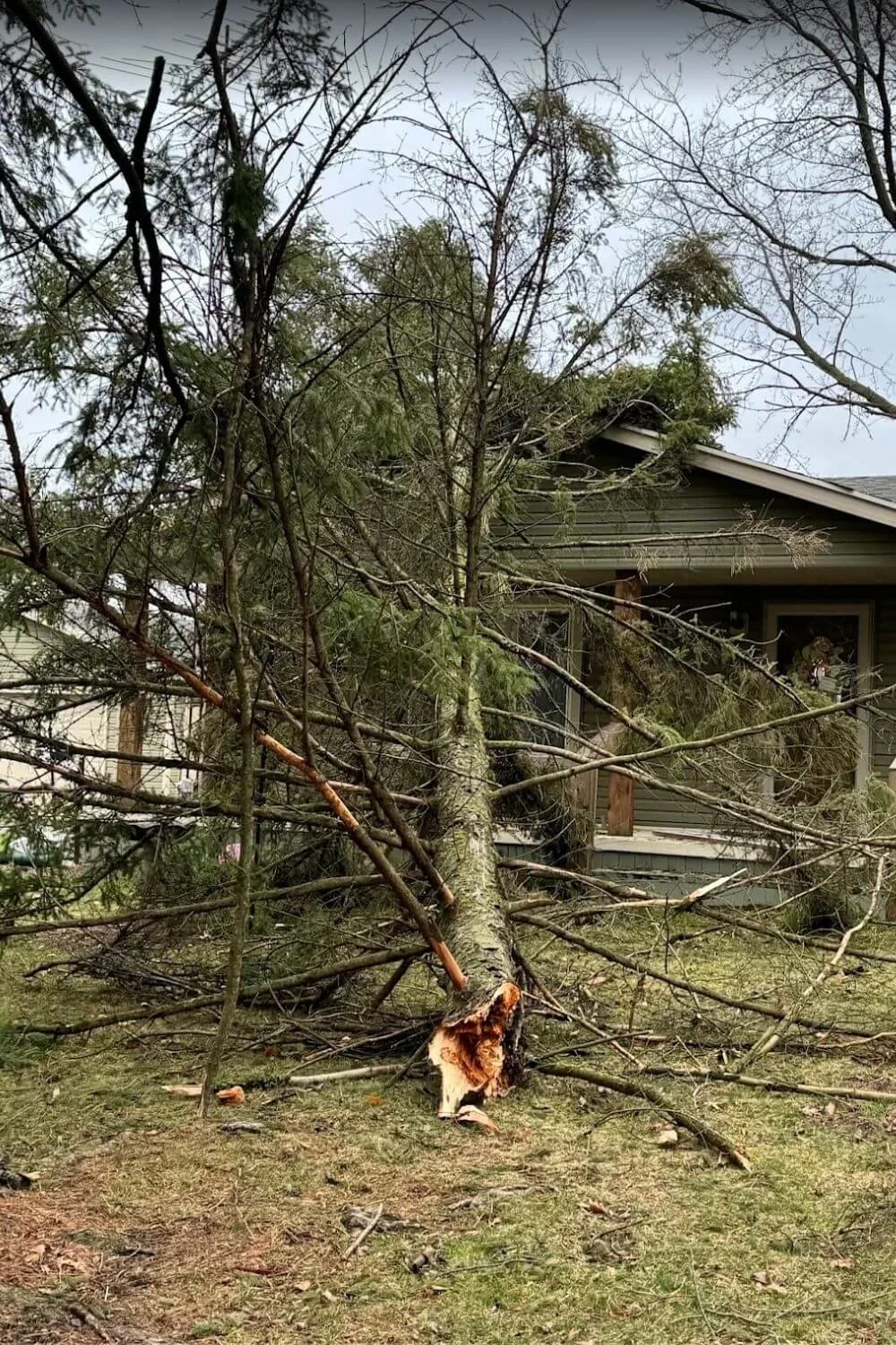 Trust Nick The Tree Guy For Your Tree Services