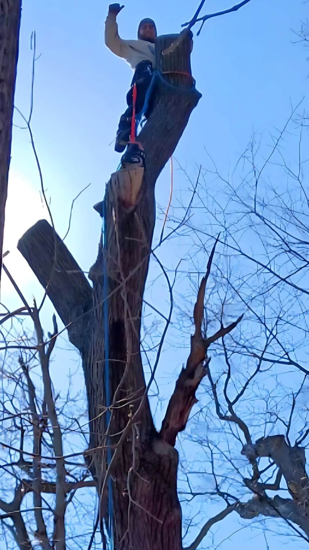 About Us — Trust Nick The Tree Guy For Your Tree Services