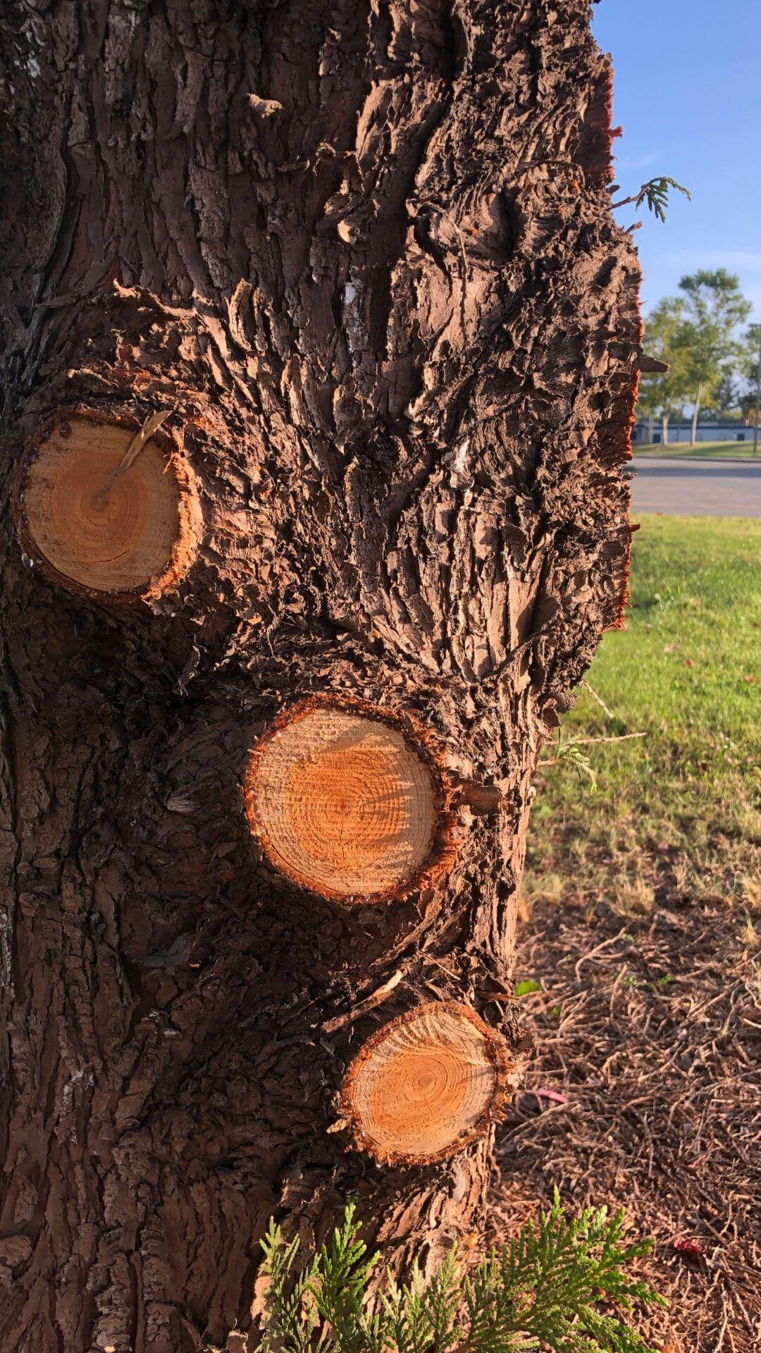 About Us — Trust Nick The Tree Guy For Your Tree Services