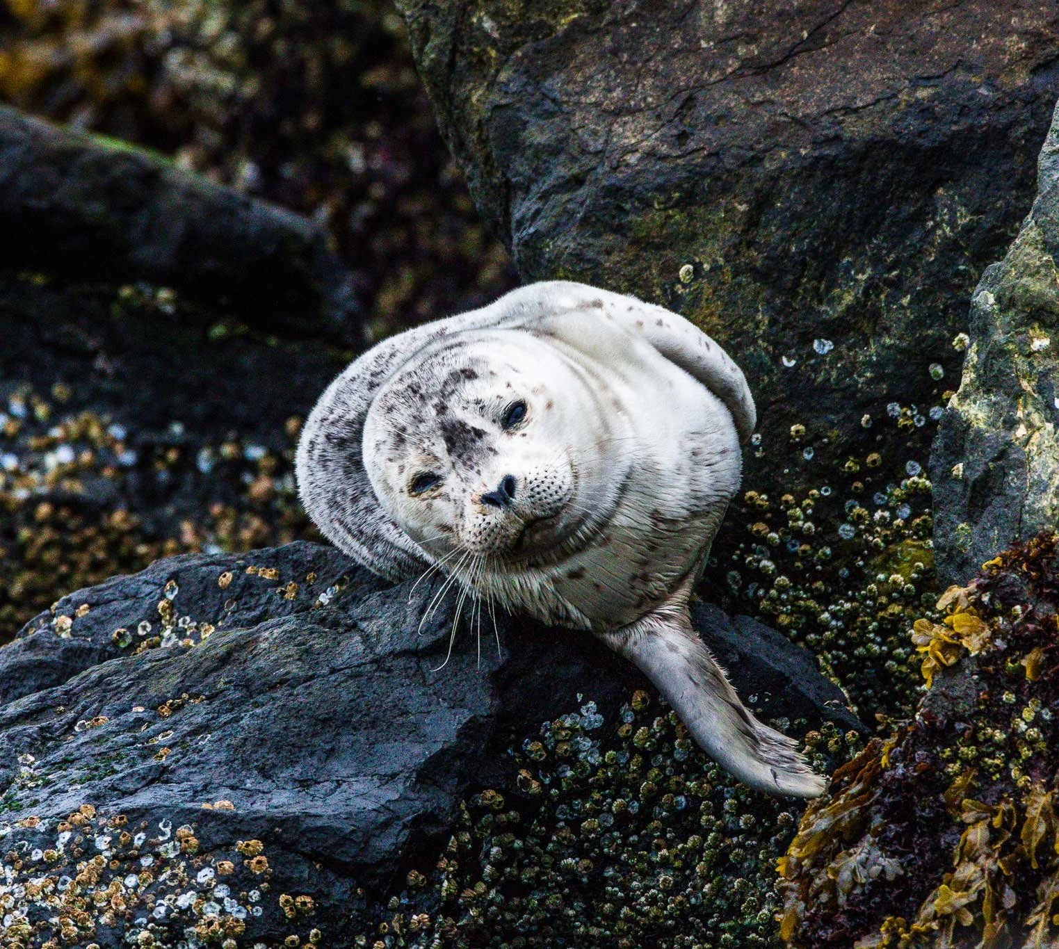 Marine Mammals — Seal Sitters