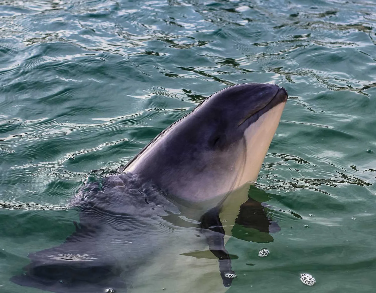 Marine Mammals — Seal Sitters