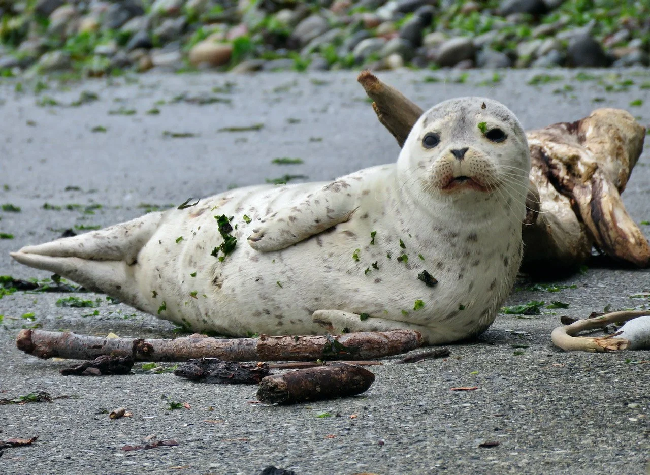 Marine Mammals — Seal Sitters