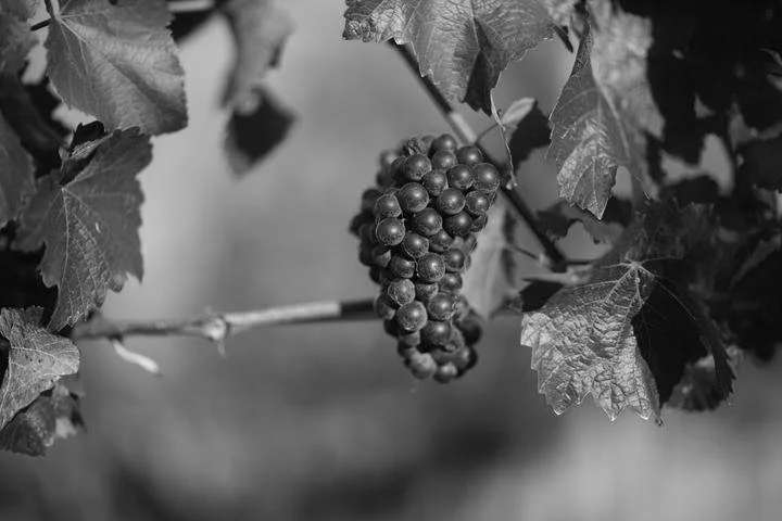 Lowburn Ferry — Young and Rashleigh Wine Merchants