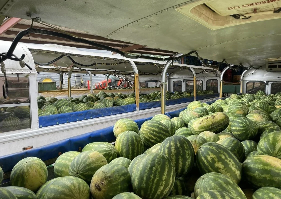 Home-Diamond 99 Watermelon Sales Discover Fresh Watermelons Today