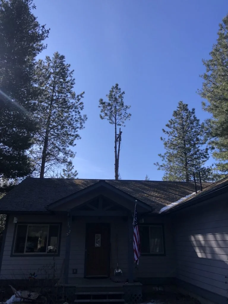 Weak Branch Unions: A Very Visible Hazard — Sand Creek Tree Service