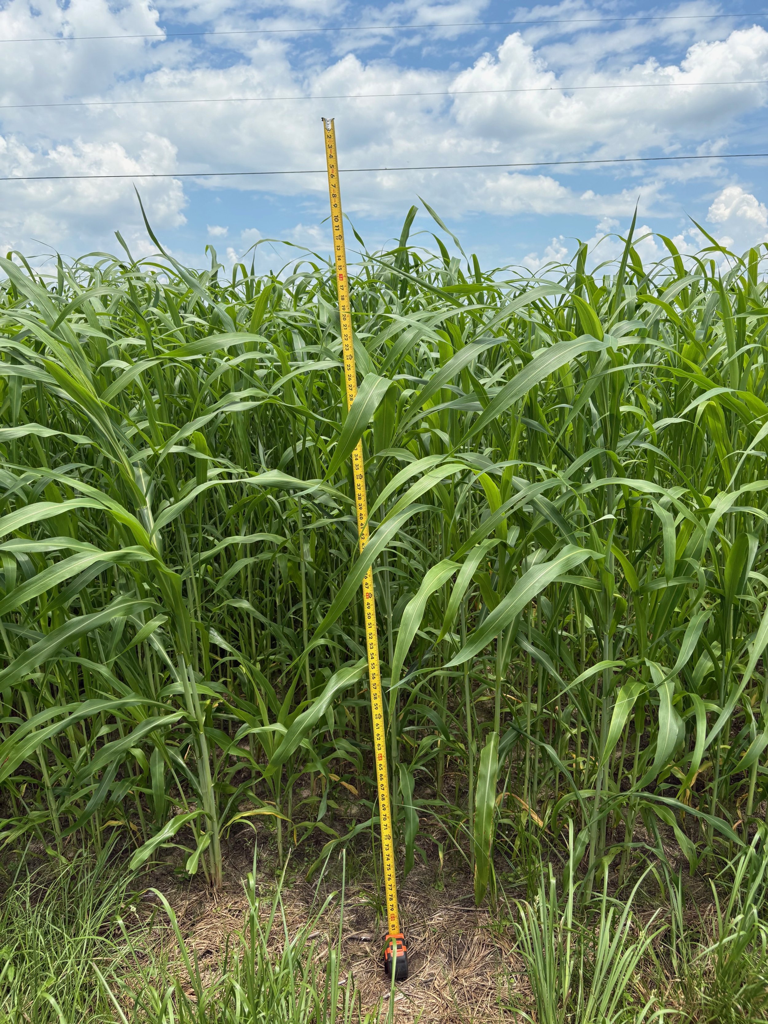 Food Plots — BushHogService.com