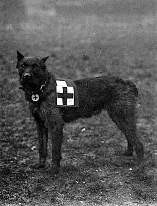 History — American Bouvier des Flandres Club