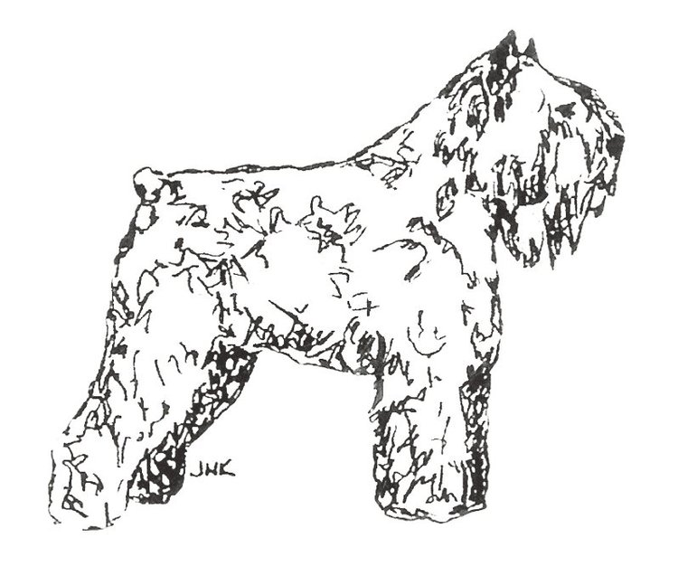 Breed Standard — American Bouvier des Flandres Club