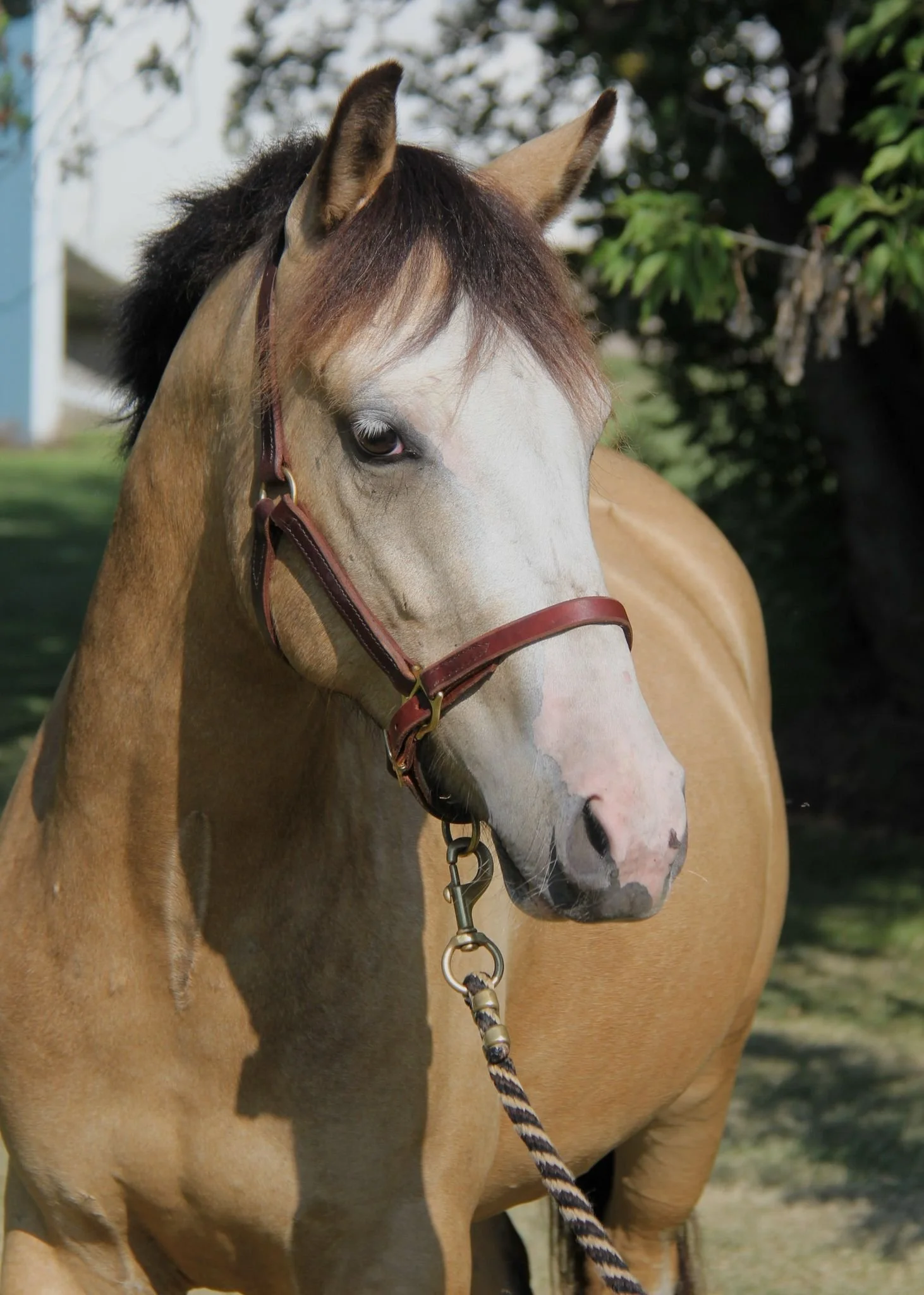 Two Willows Equine