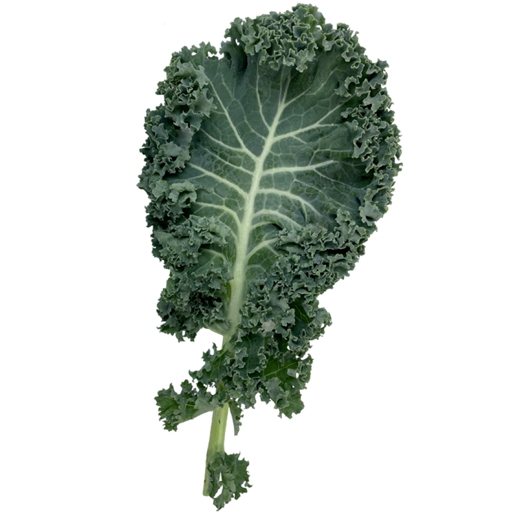 Tender Leaf — Church Brothers Farms