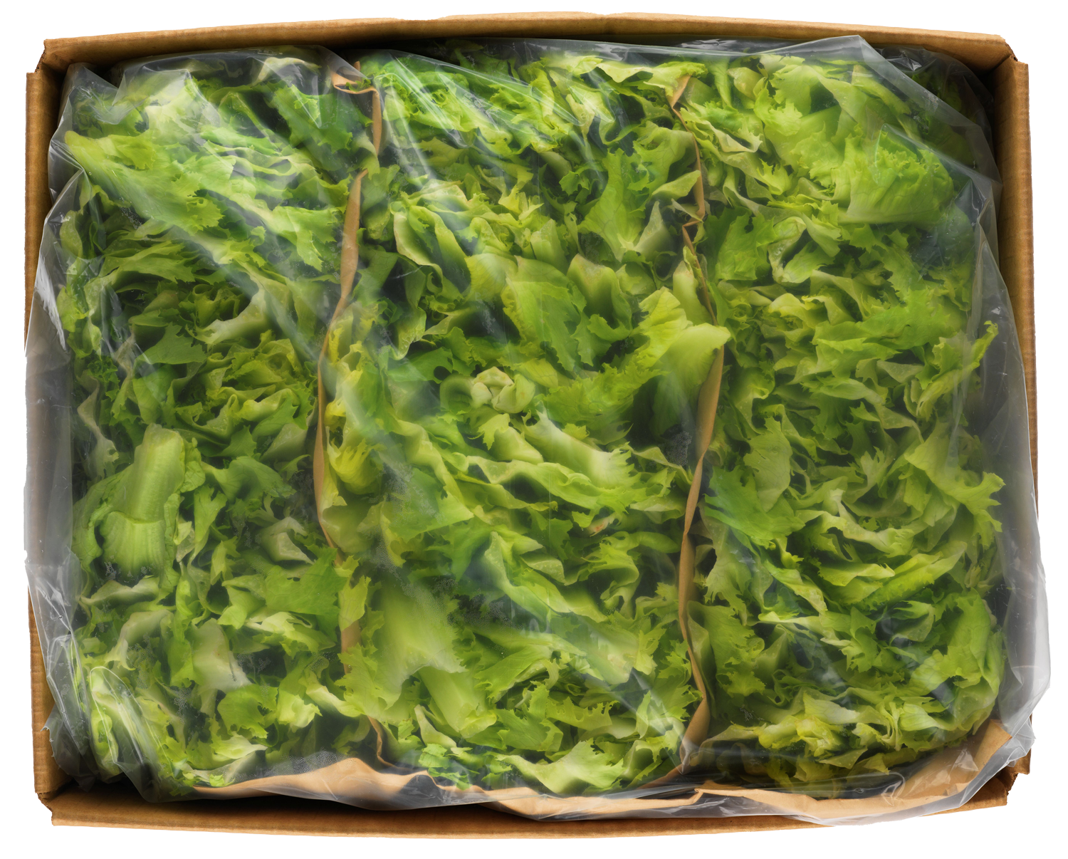 Tender Leaf — Church Brothers Farms