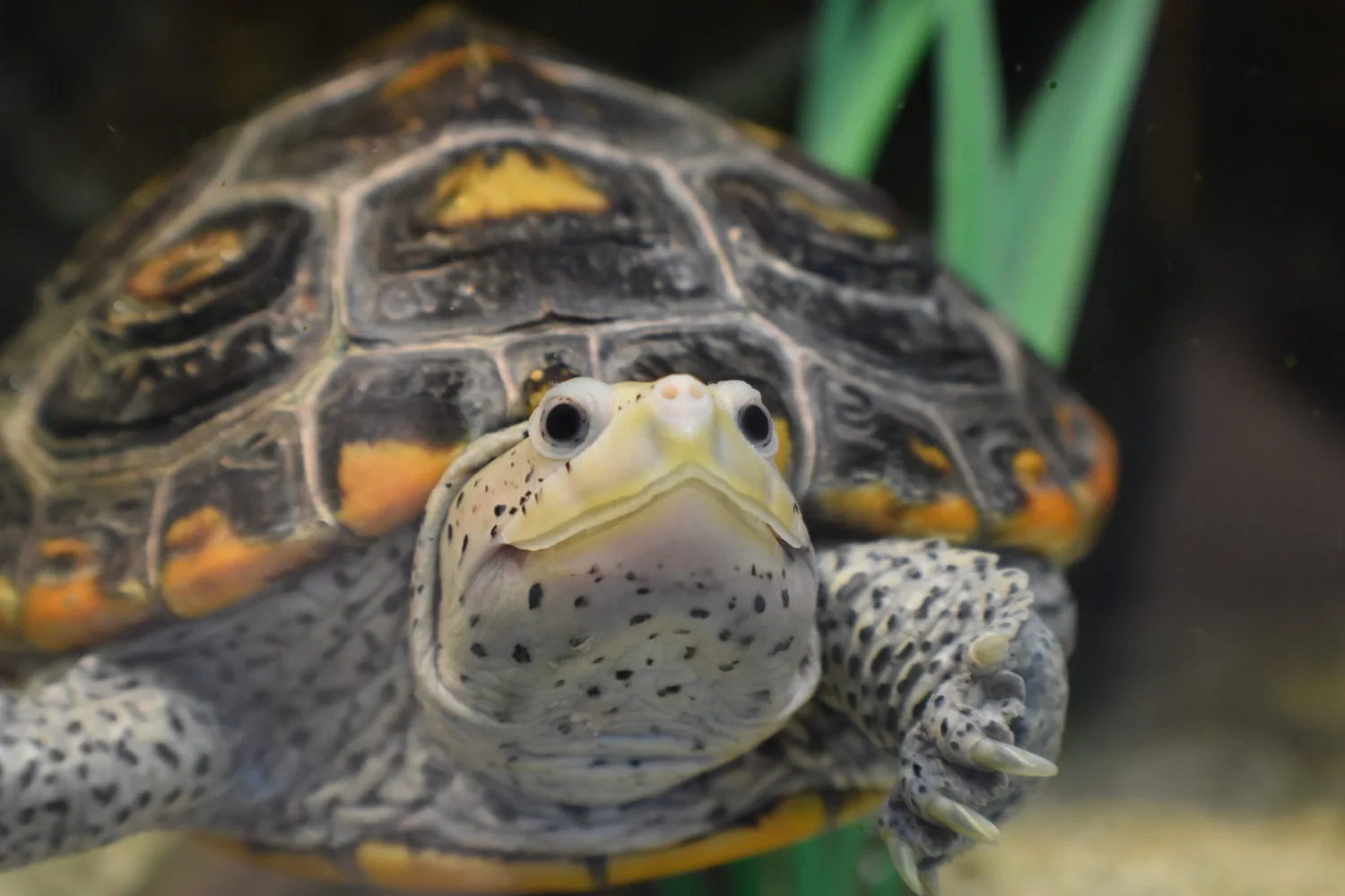 Volunteer — Tampa Bay Watch