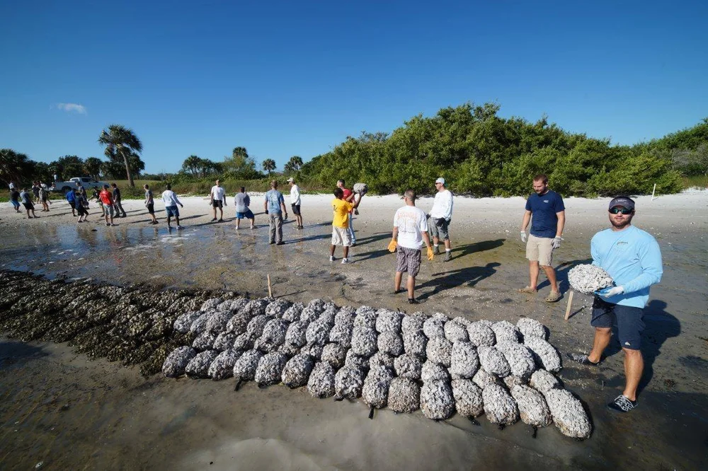 Oyster Shell Bags | How Recycled Shells Help Our Water — Tampa Bay Watch