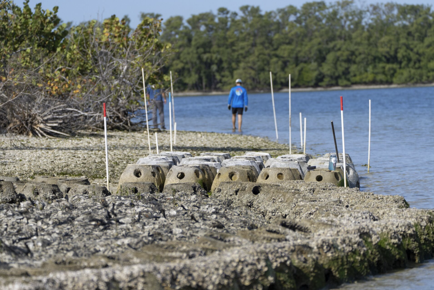 Volunteer — Tampa Bay Watch