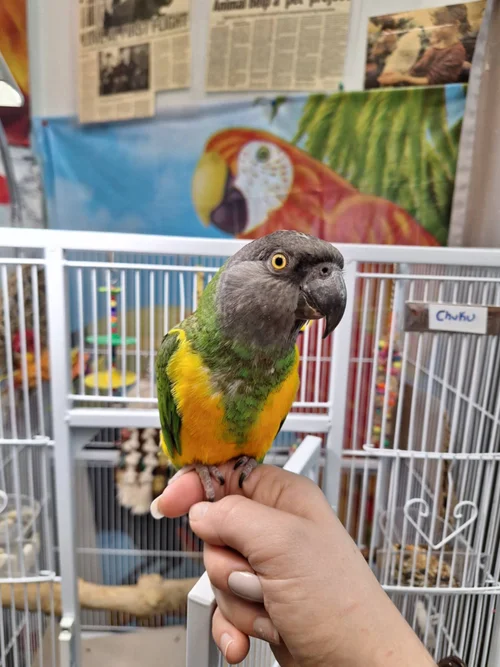 Chuku — Meika's Birdhouse