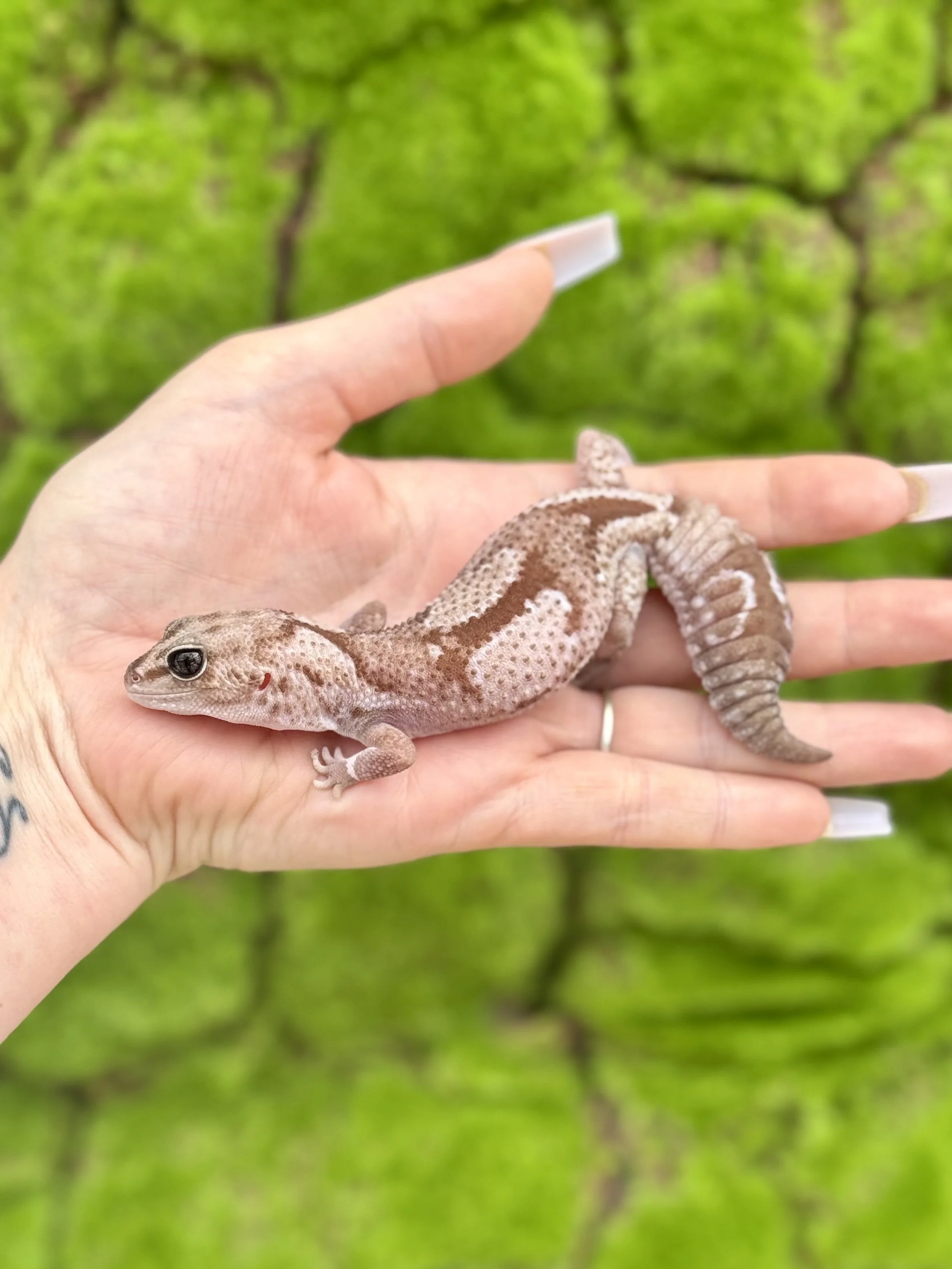 Geckos — C&T Exotics