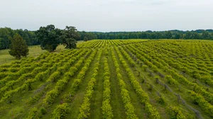 Hunt Family Vineyards