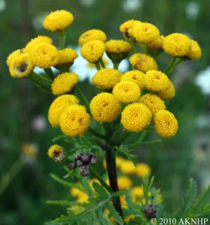 Invasives — Anchorage Cooperative Invasive Species Management Area (ANC ...