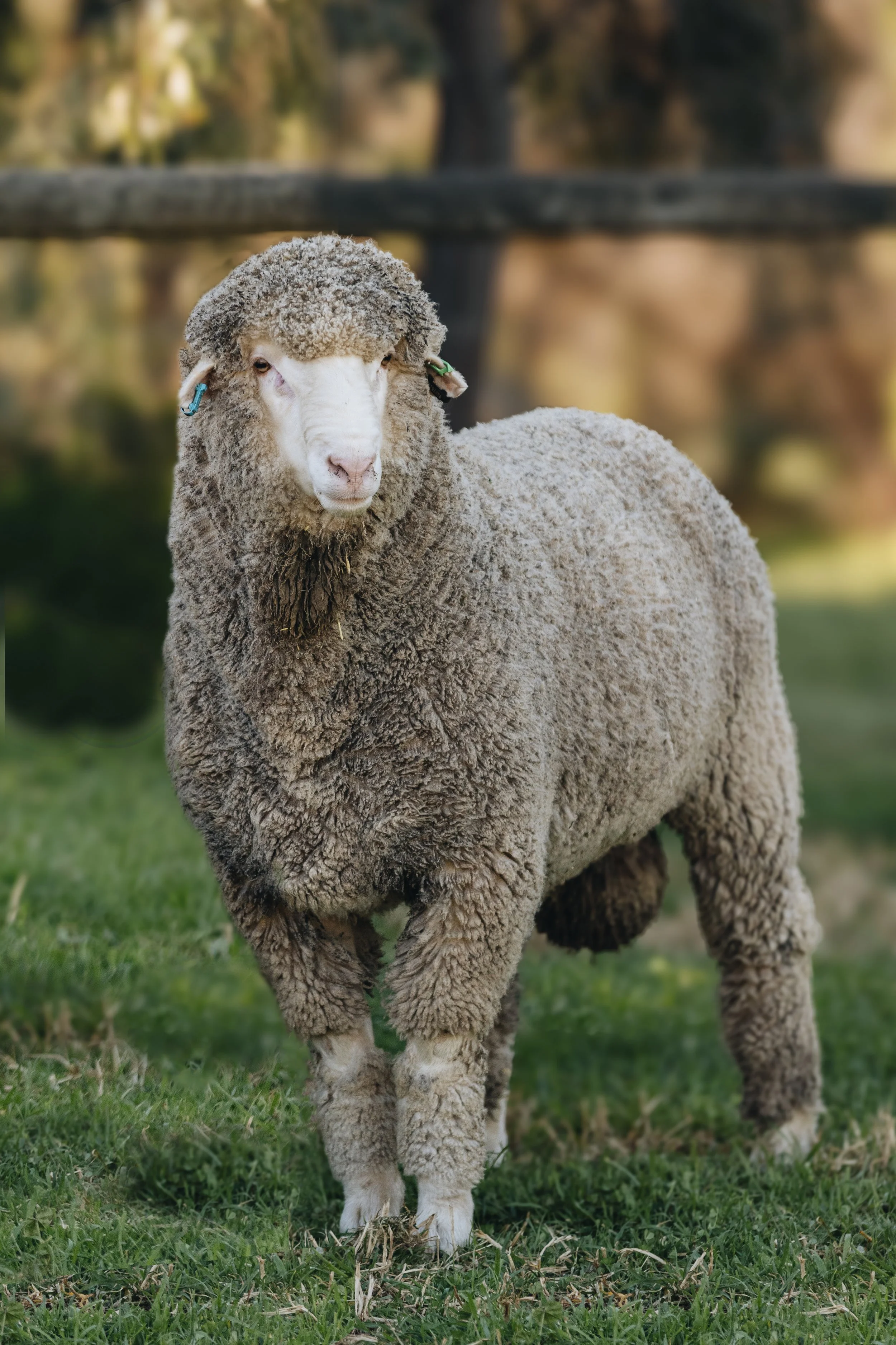 About 1 — Riverina Sheep & Wool Expo