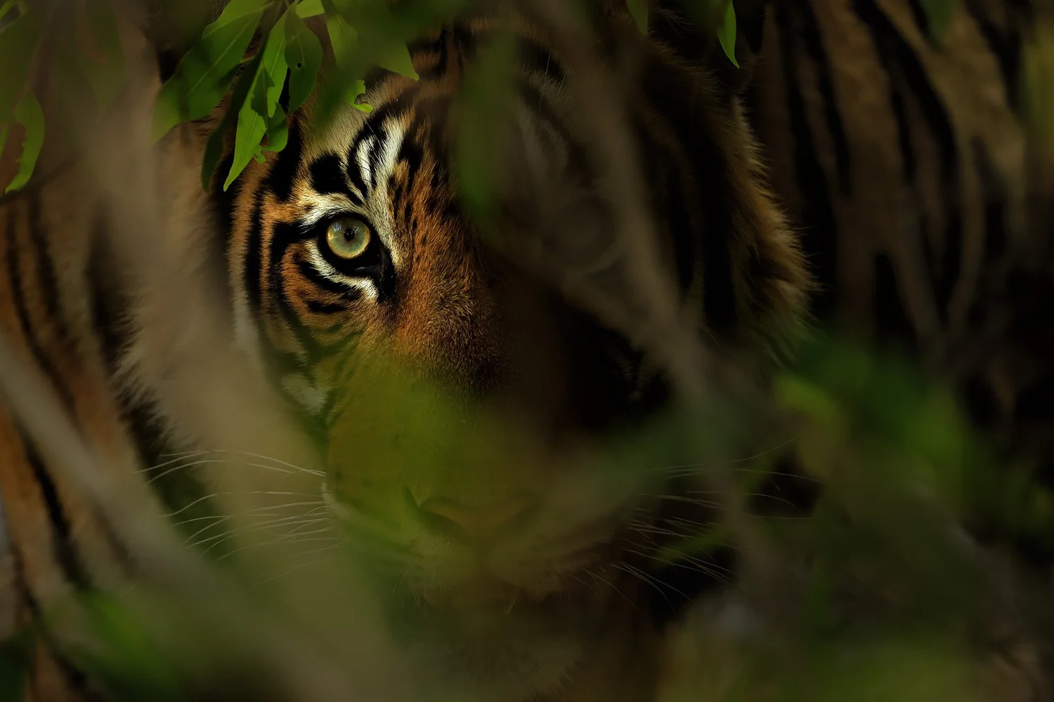 About | Discover Wildlife Photography Now — Andy Rouse Wildlife Photography