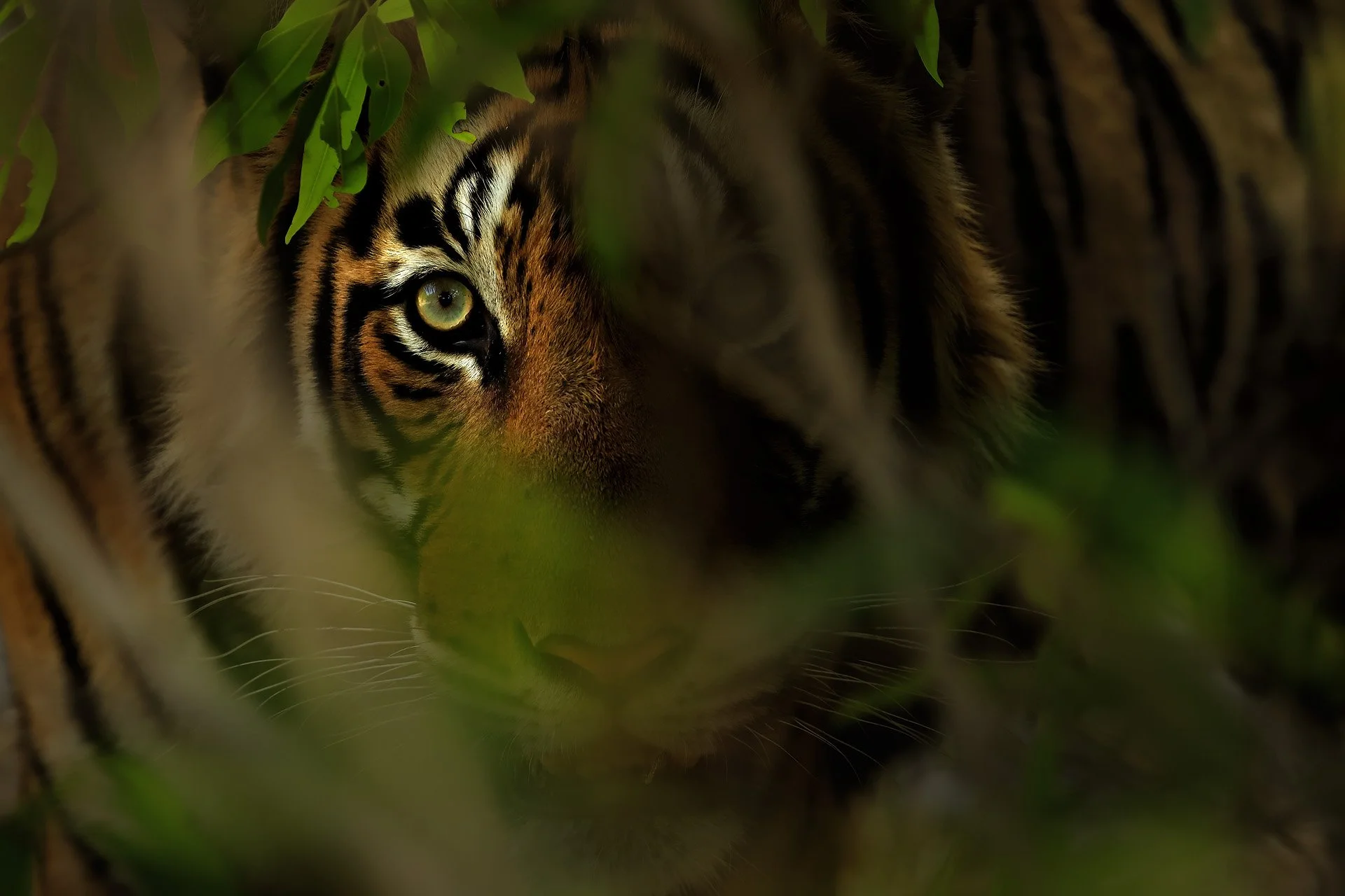 Gallery | Explore Stunning Wildlife Shots — Andy Rouse Wildlife Photography