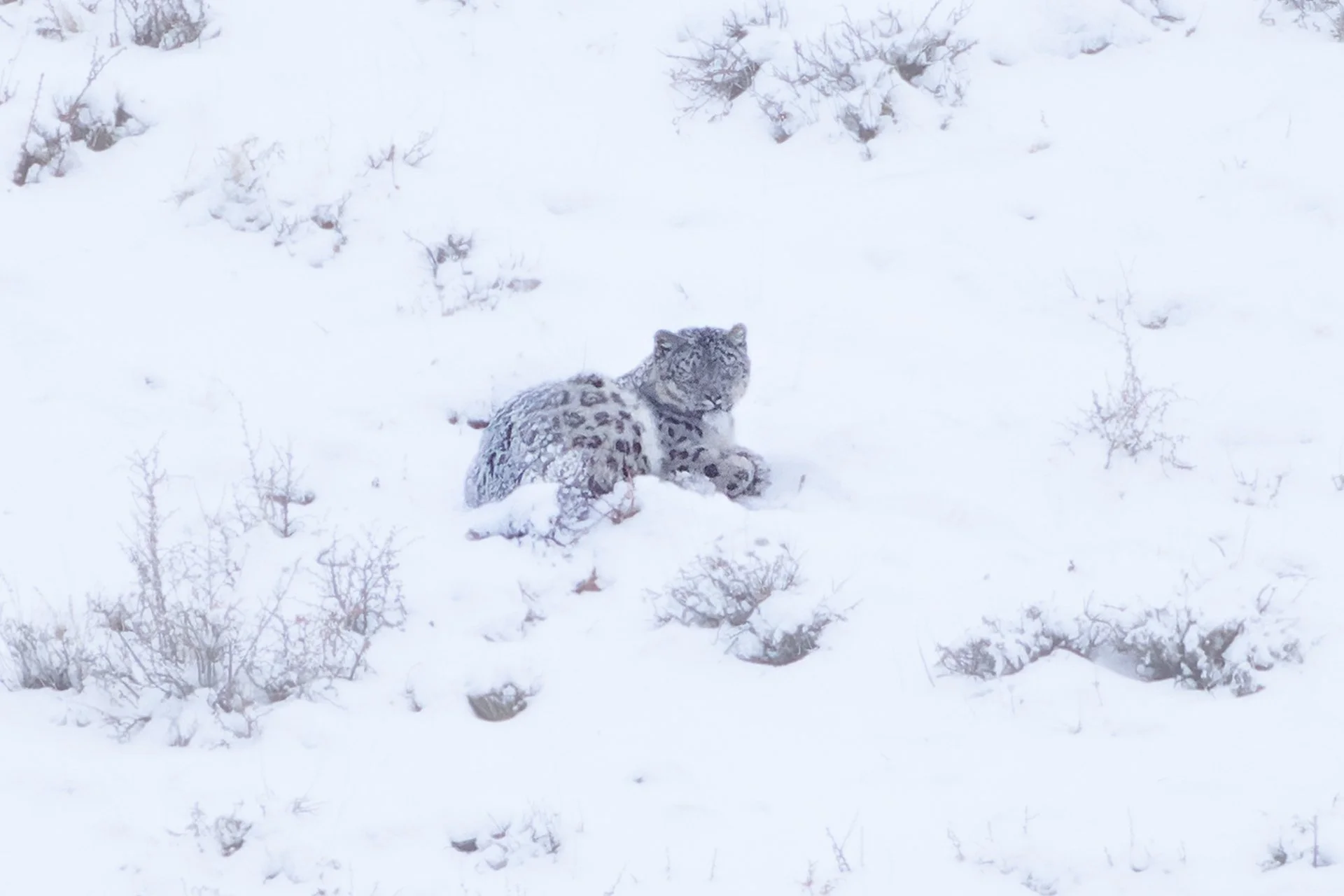 Gallery 3 — Andy Rouse Wildlife Photography