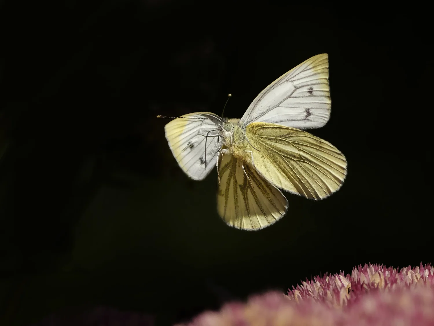 Andy Rouse Wildlife Photography