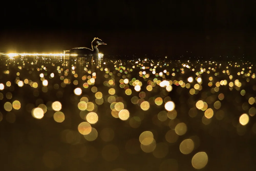 Andy Rouse Wildlife Photography