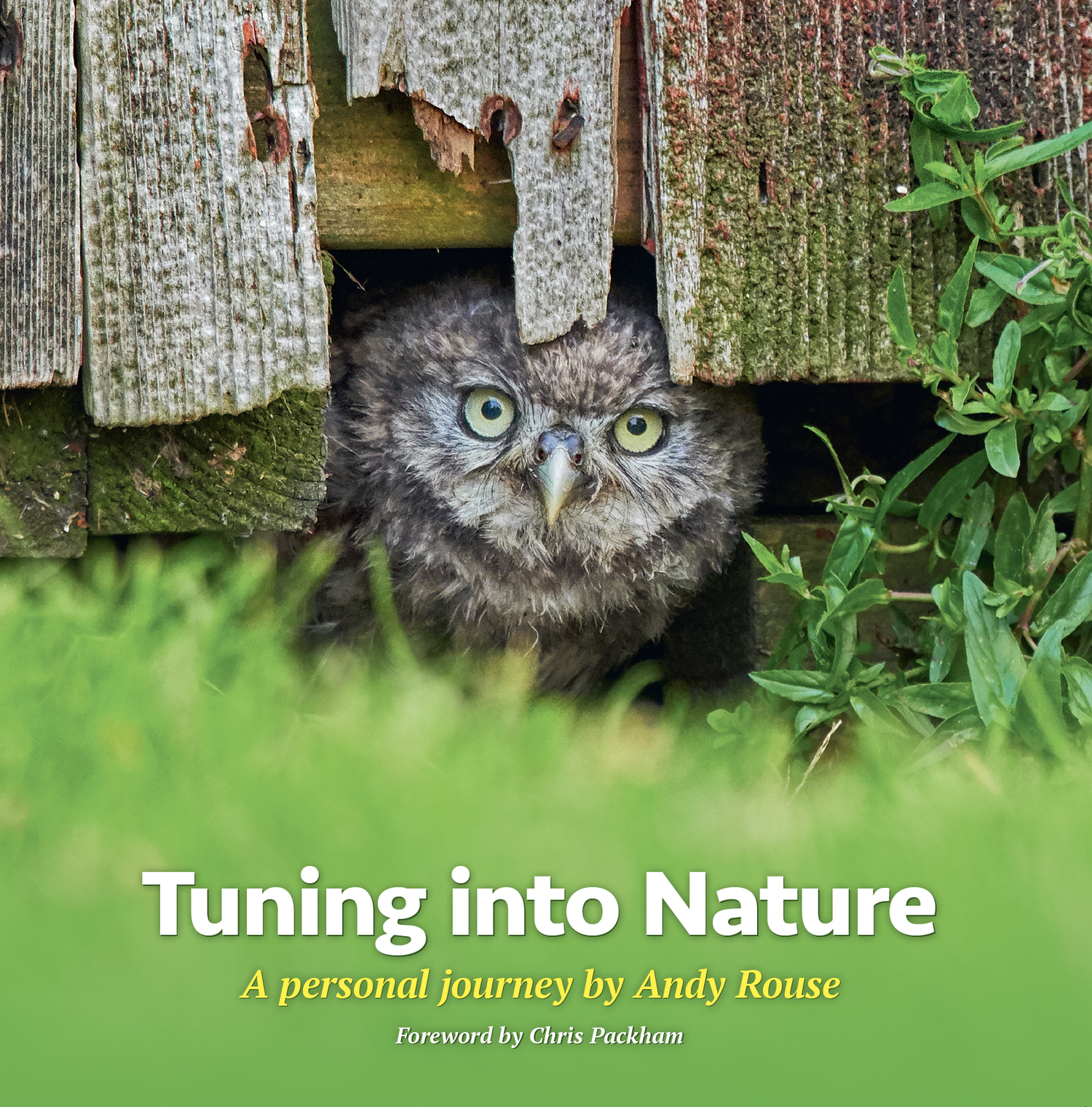 Andy Rouse Wildlife Photography