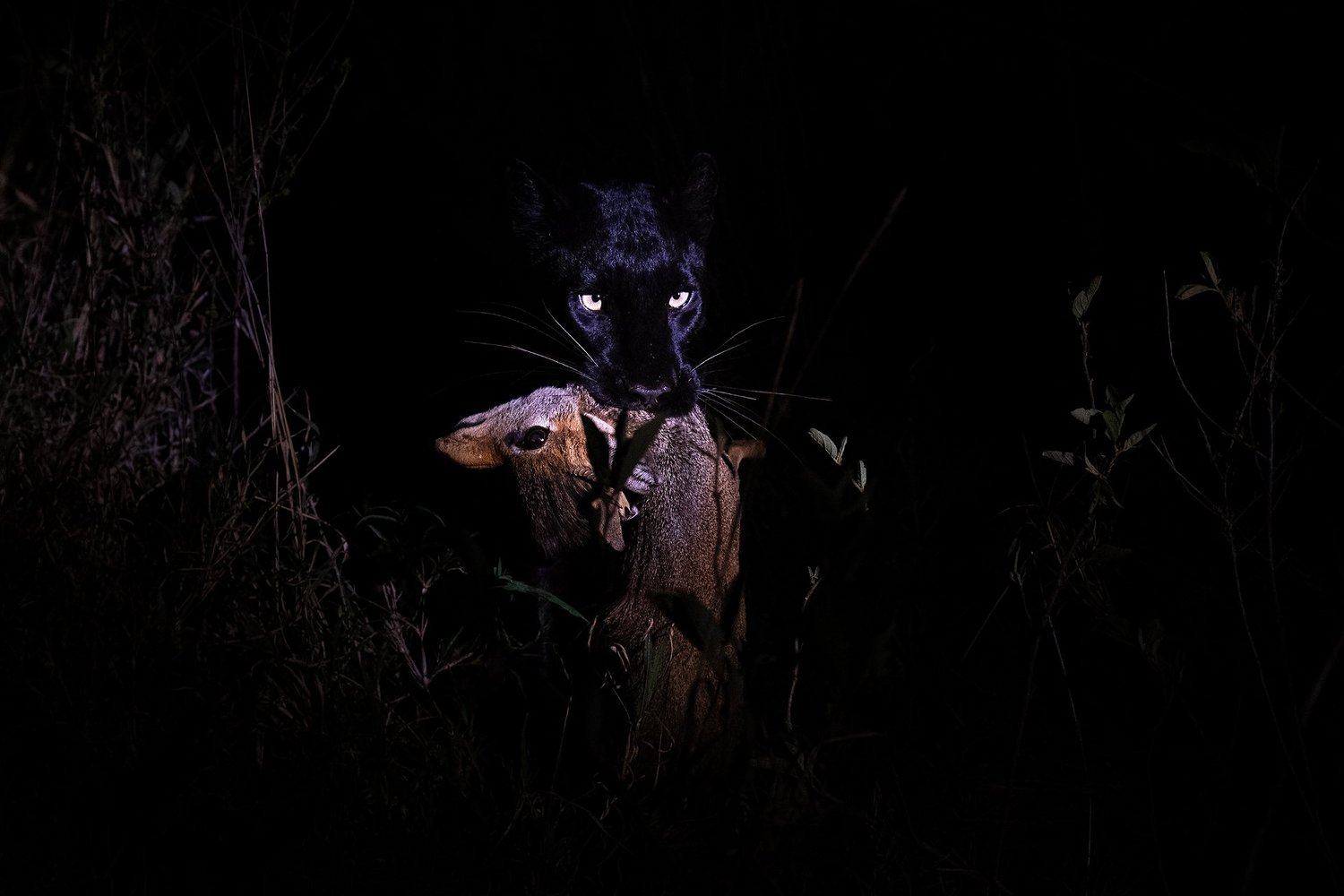 Gallery | Explore Stunning Wildlife Shots — Andy Rouse Wildlife Photography