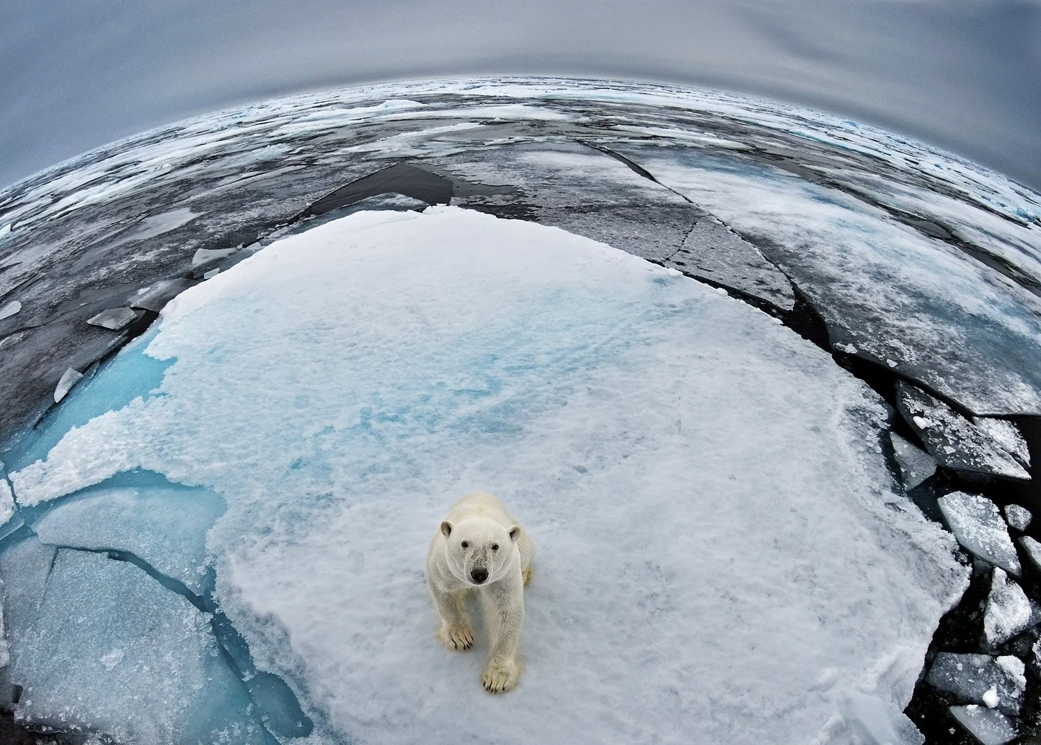 Andy Rouse Wildlife Photography