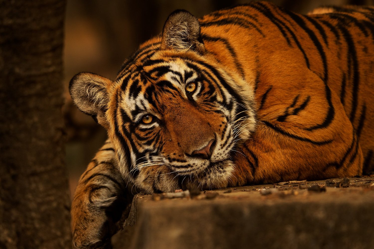 Andy Rouse Wildlife Photography