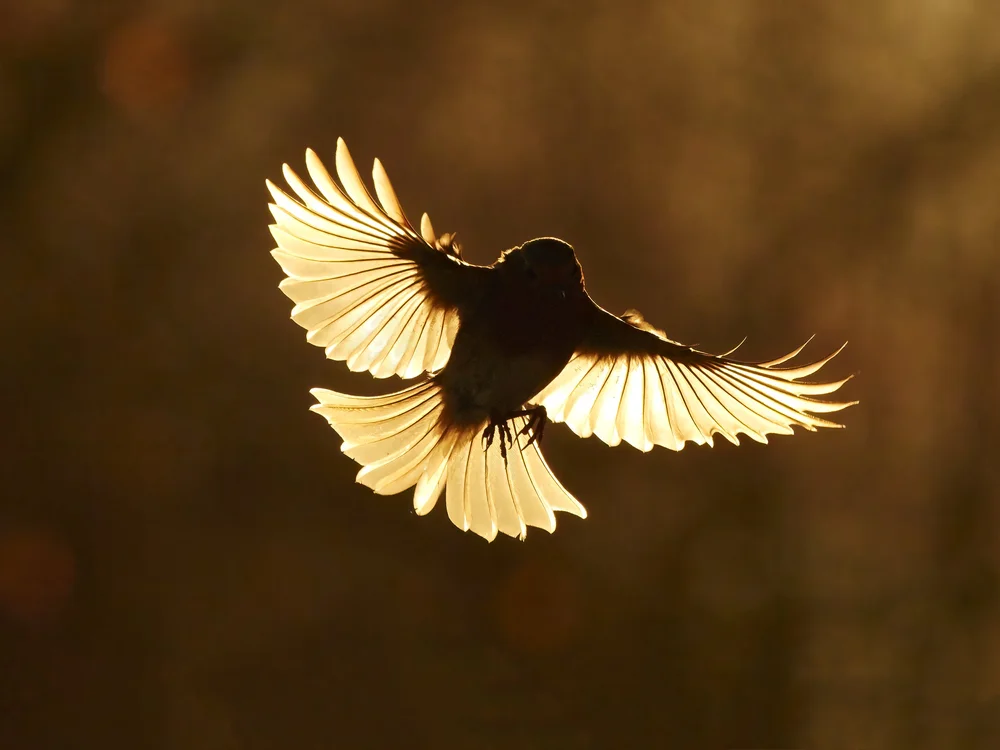 Andy Rouse Wildlife Photography