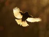 Andy Rouse Wildlife Photography