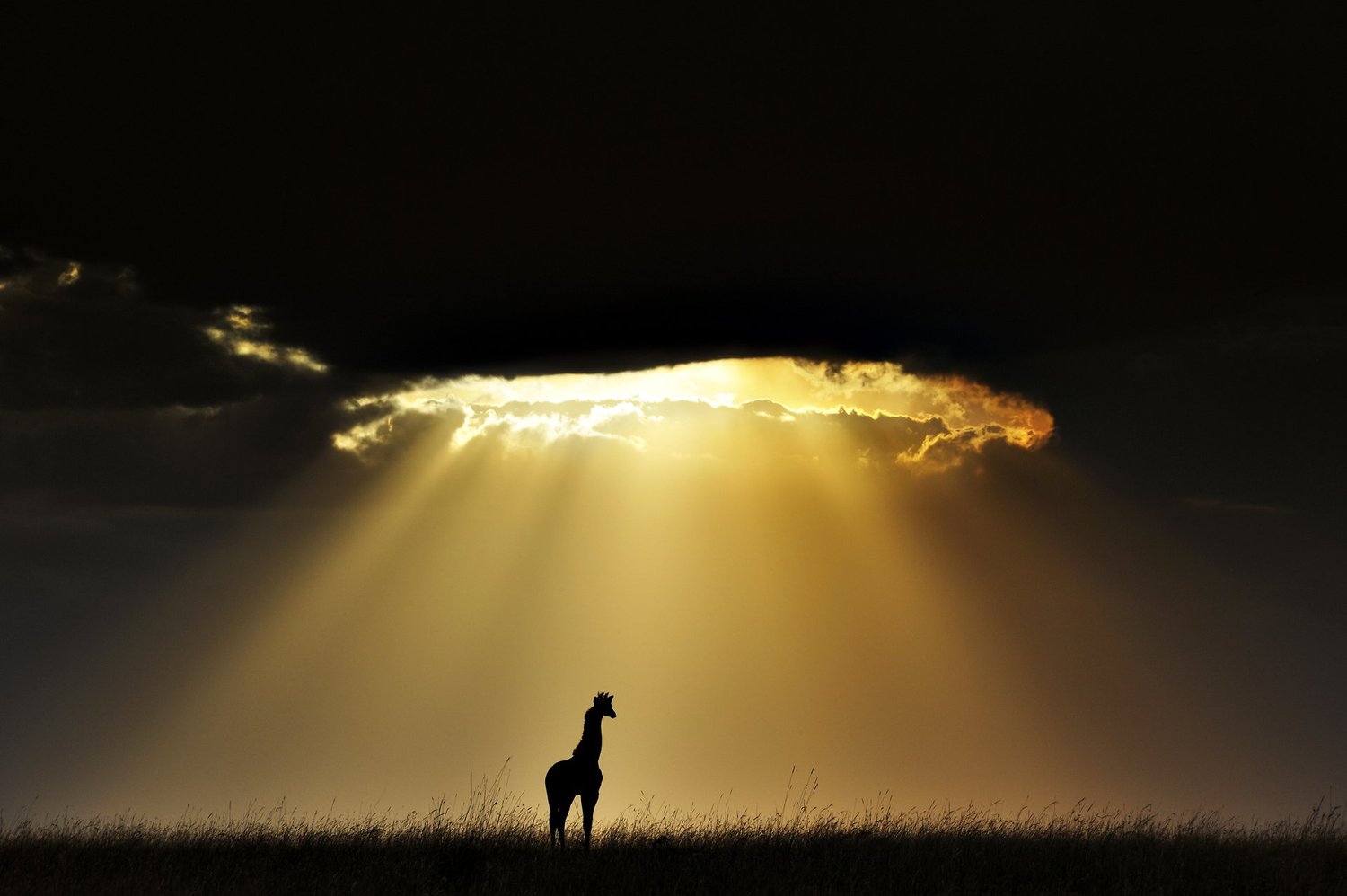 Andy Rouse Wildlife Photography