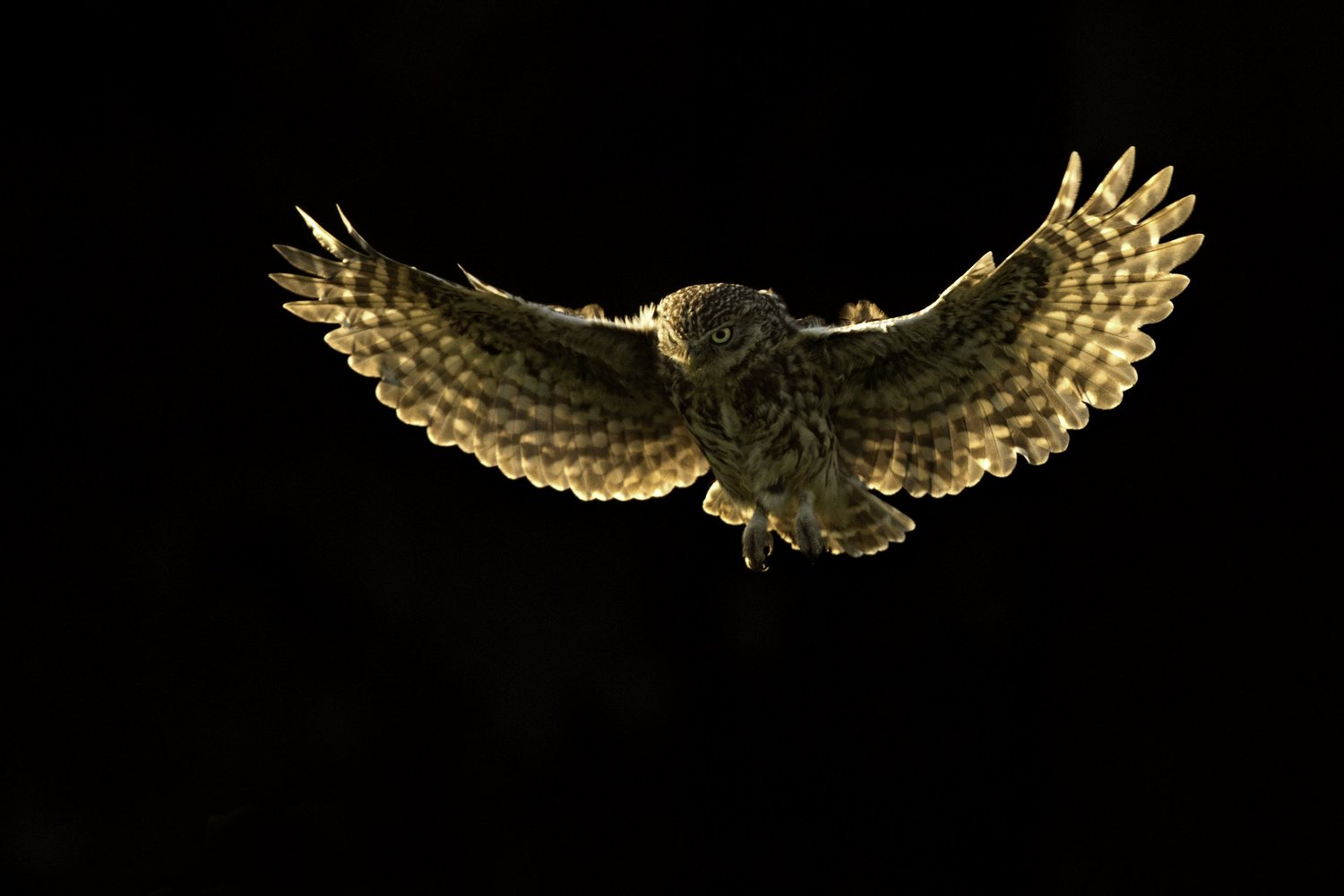 Andy Rouse Wildlife Photography