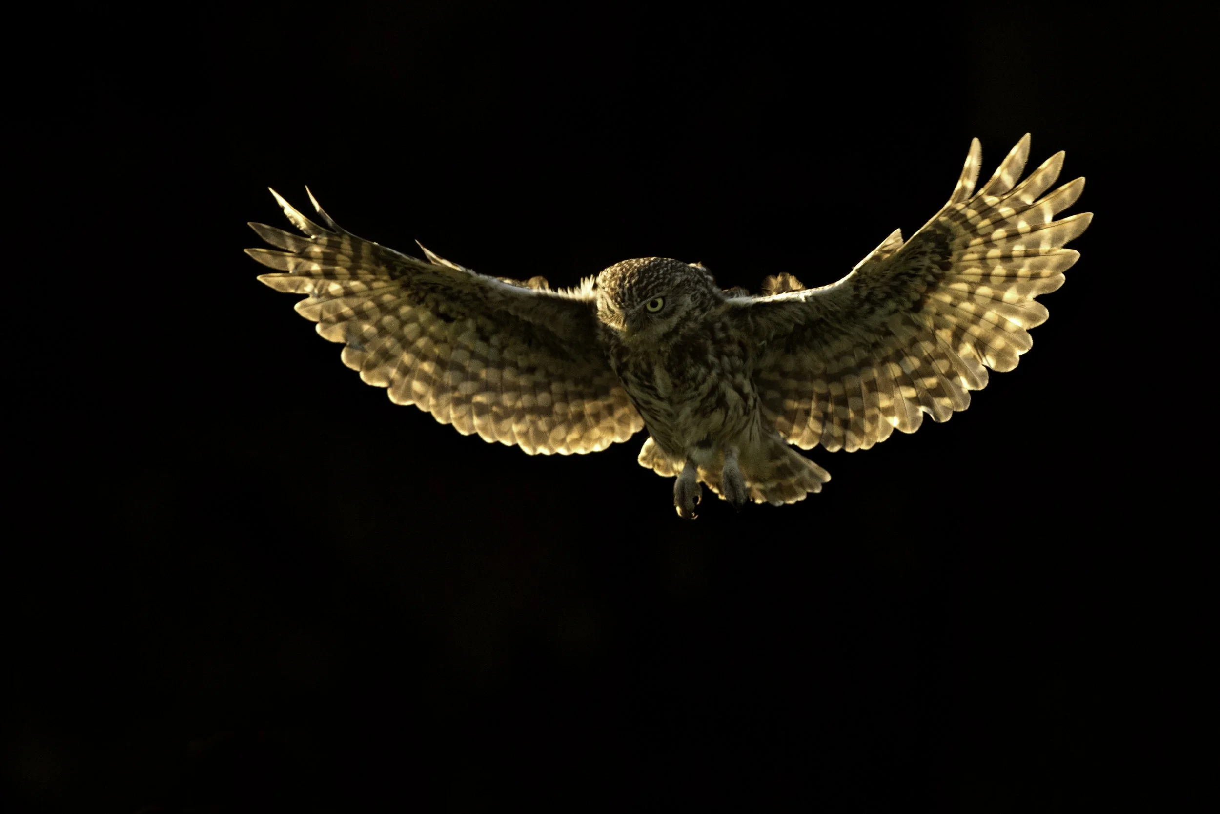 Andy Rouse Wildlife Photography