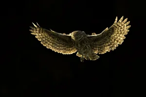 Andy Rouse Wildlife Photography