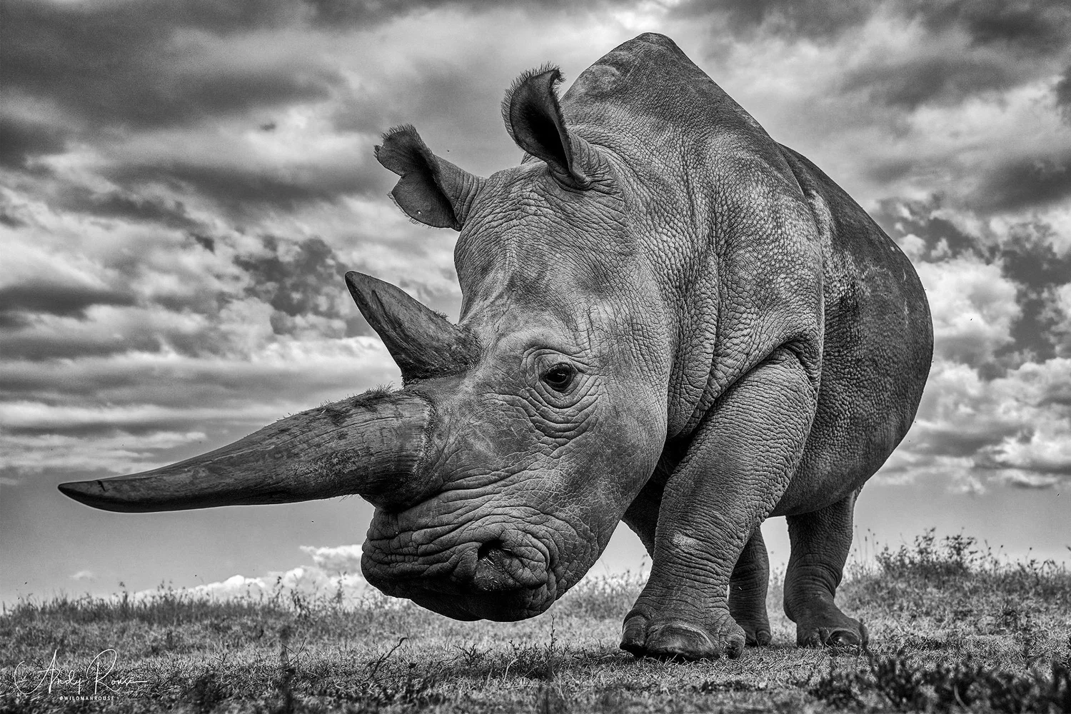 Gallery | Explore Stunning Wildlife Shots — Andy Rouse Wildlife Photography