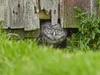 Andy Rouse Wildlife Photography