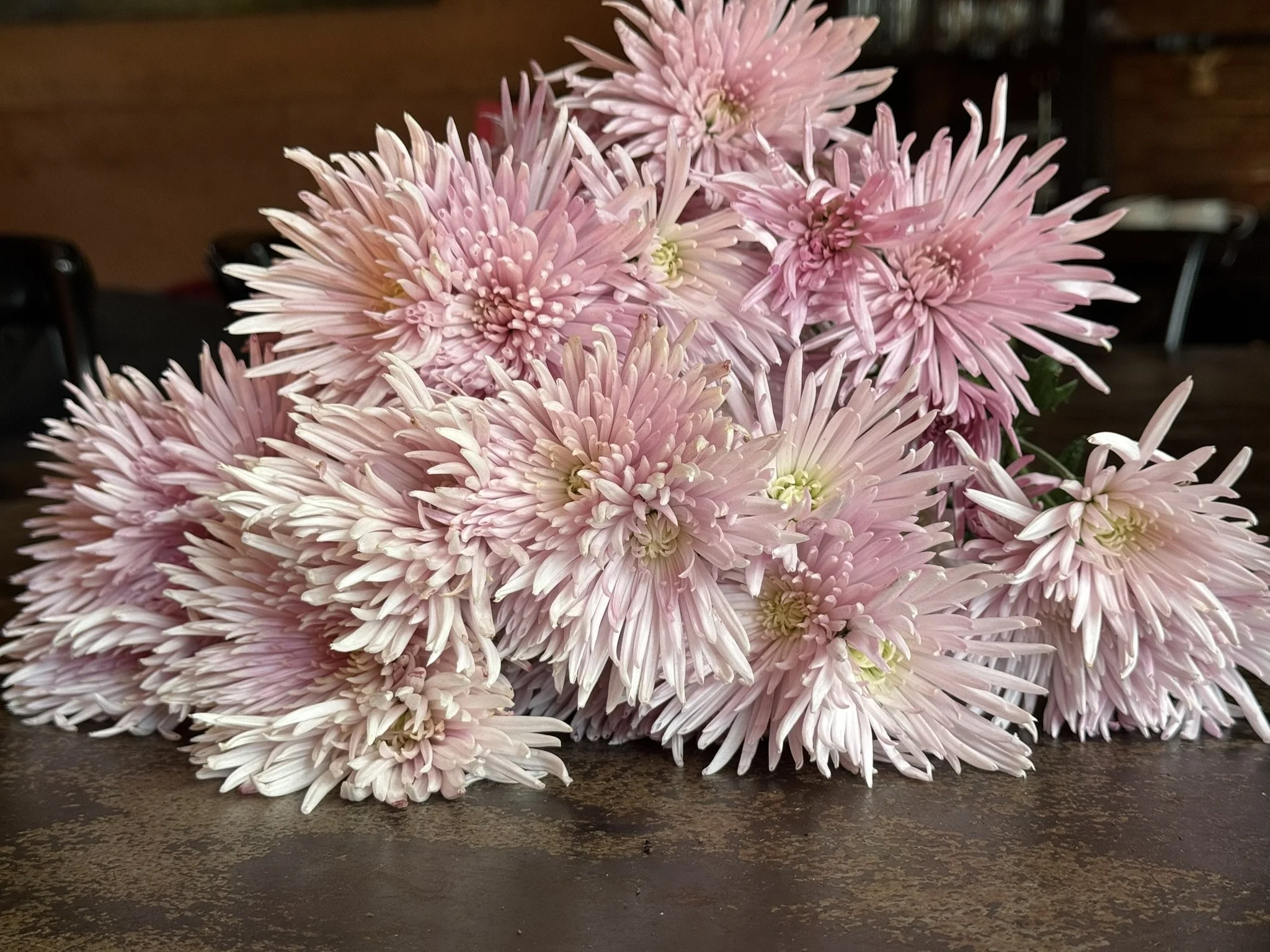 Pink Anastasia Quill Chrysanthemum - Not available again until 2026 ...