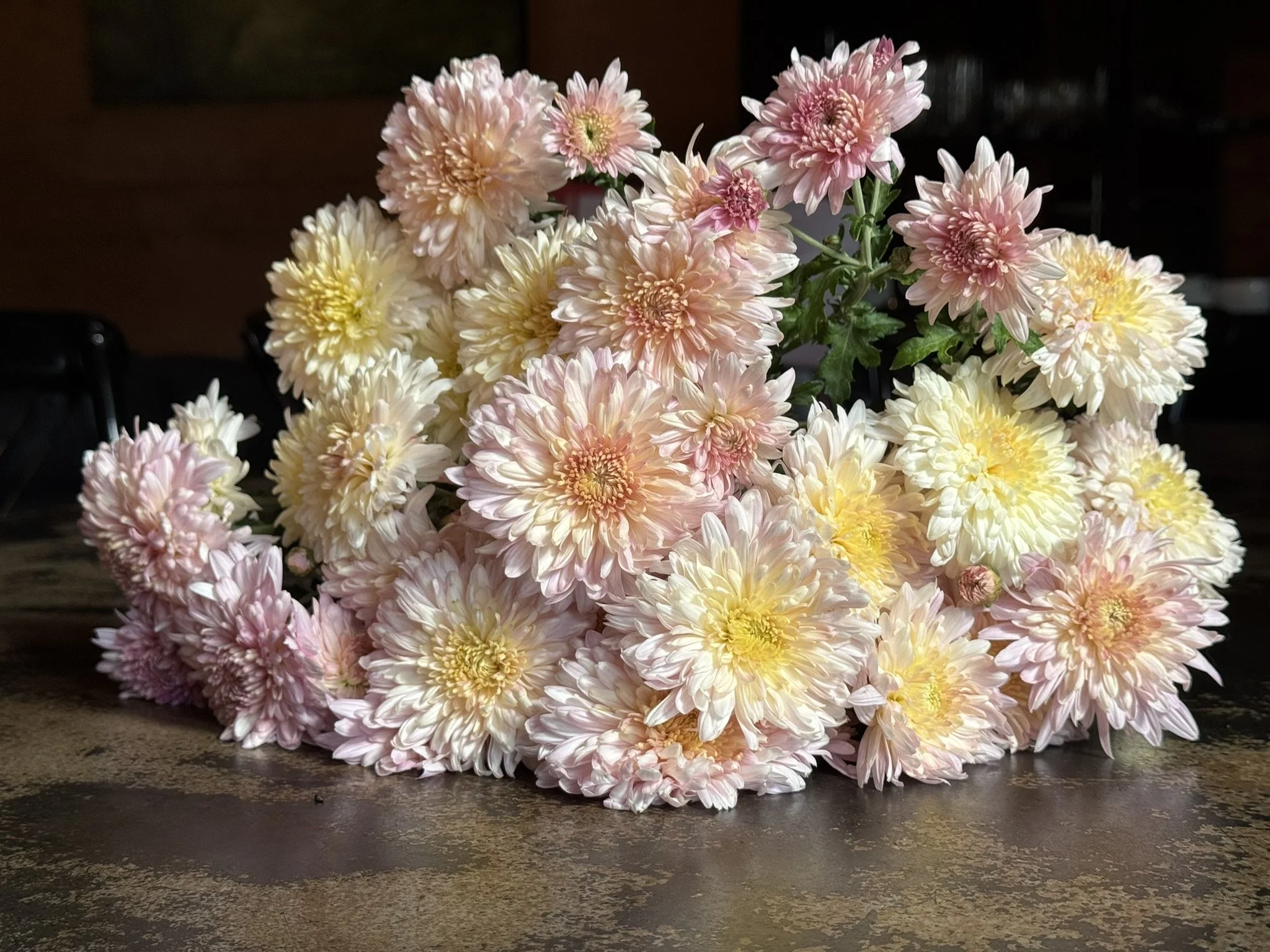 John Winfield - Pink Chrysanthemum — From Little Acorns Flower Farm