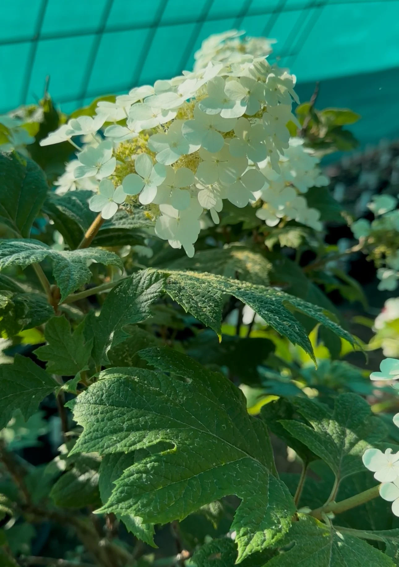 Oakleaf Hydrangea — From Little Acorns Flower Farm
