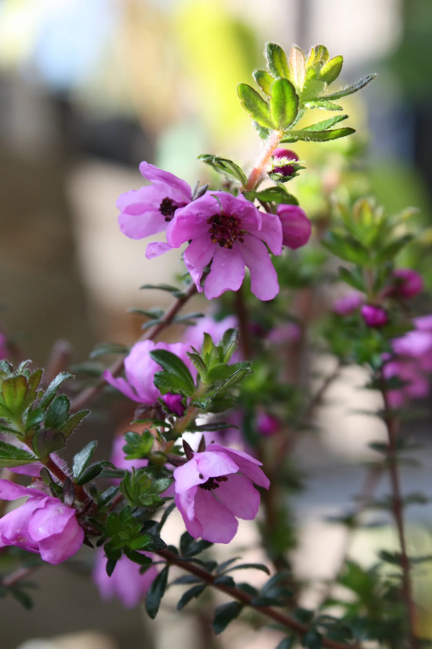 General 2 — Harvest Seeds & Native Plants Nursery | Australian Native ...