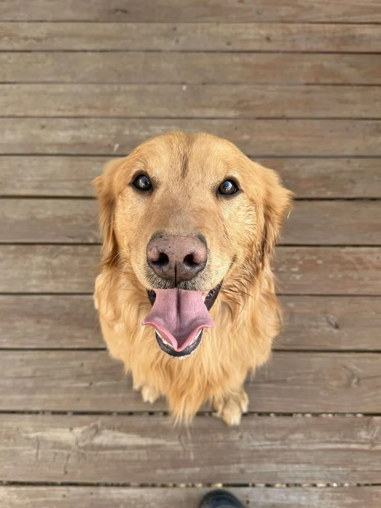 Adopt | Discover & Adopt – Make a Difference — Western Hills Humane Society