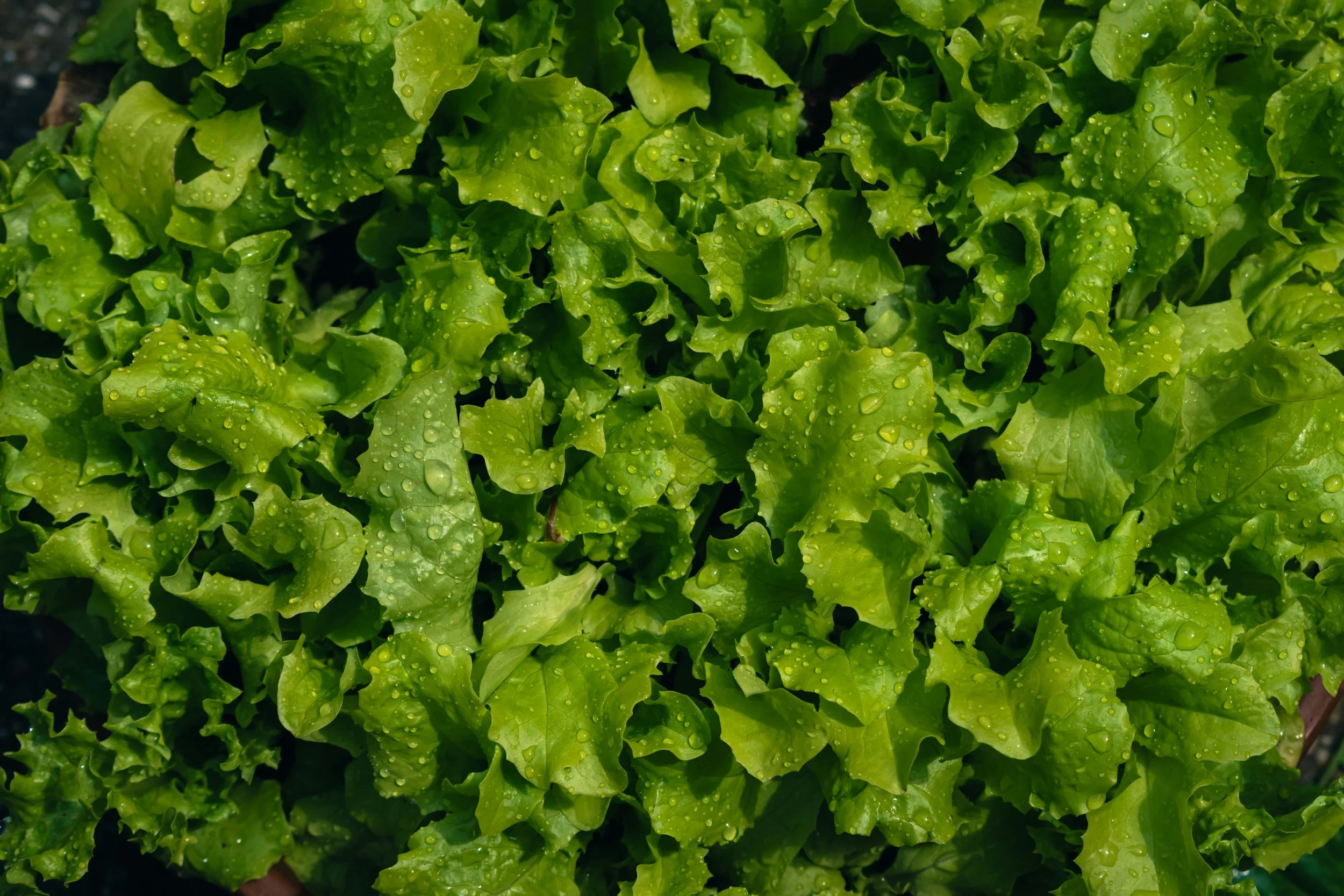 Seasonal Fruit & Vegetables Victoria | What’s In Season — Virgona ...