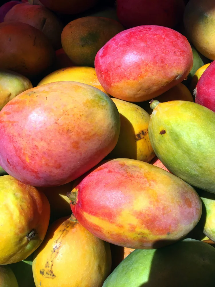Seasonal Australian Mango Guide — Virgona Provedoring