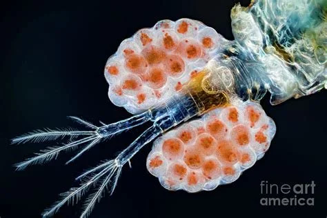 Tisbe Copepods: Reef Tank Care, Feeding & Benefits – Aquaculture Kings