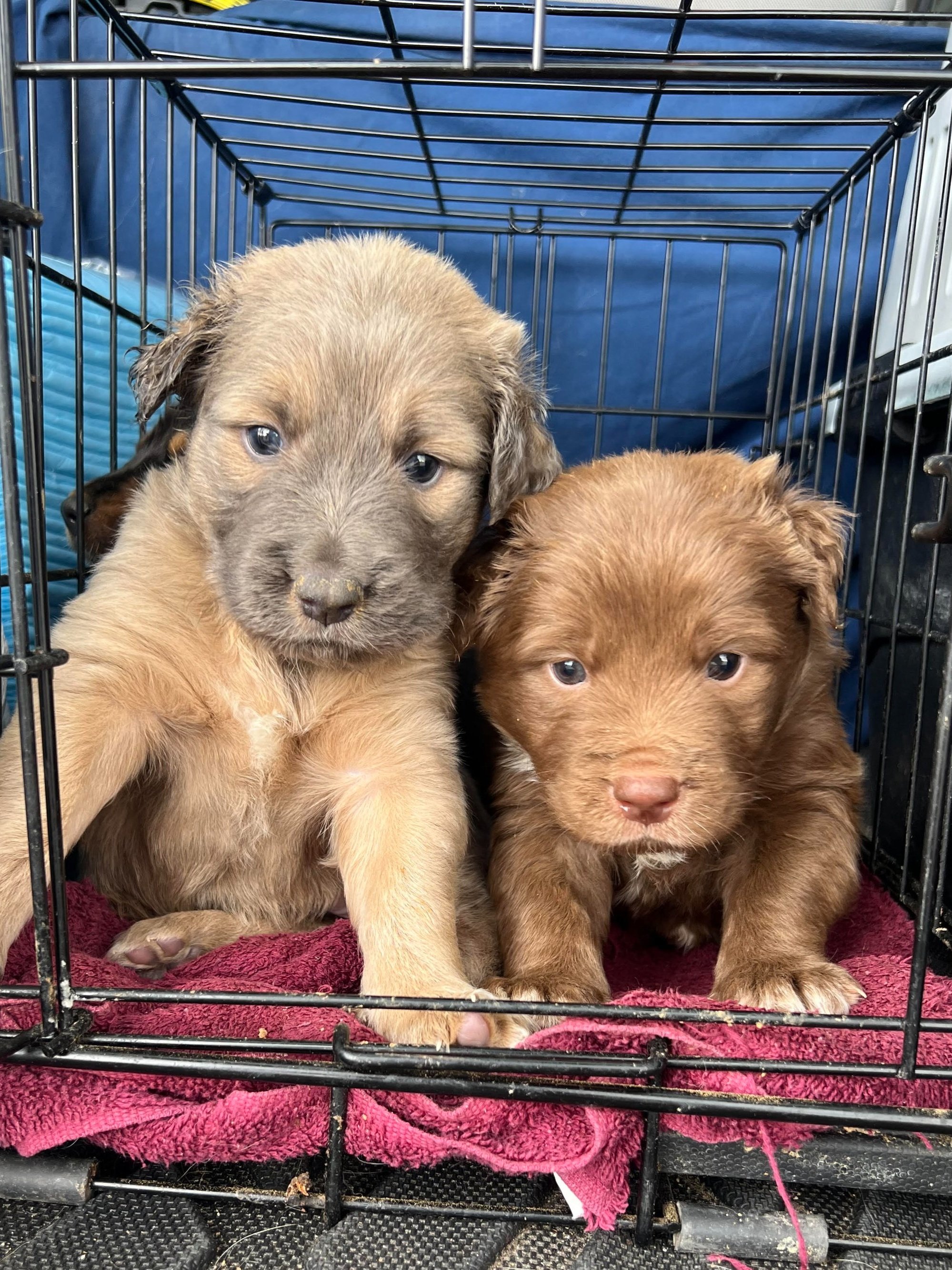 Adopt — Wild West Pet Rescue and Transport